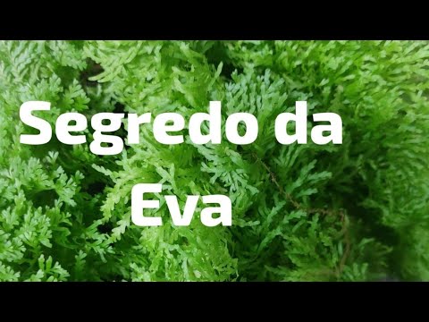 SAMAMBAIA CABELO DE EVA|Qual melhor substrato pra ela? - YouTube