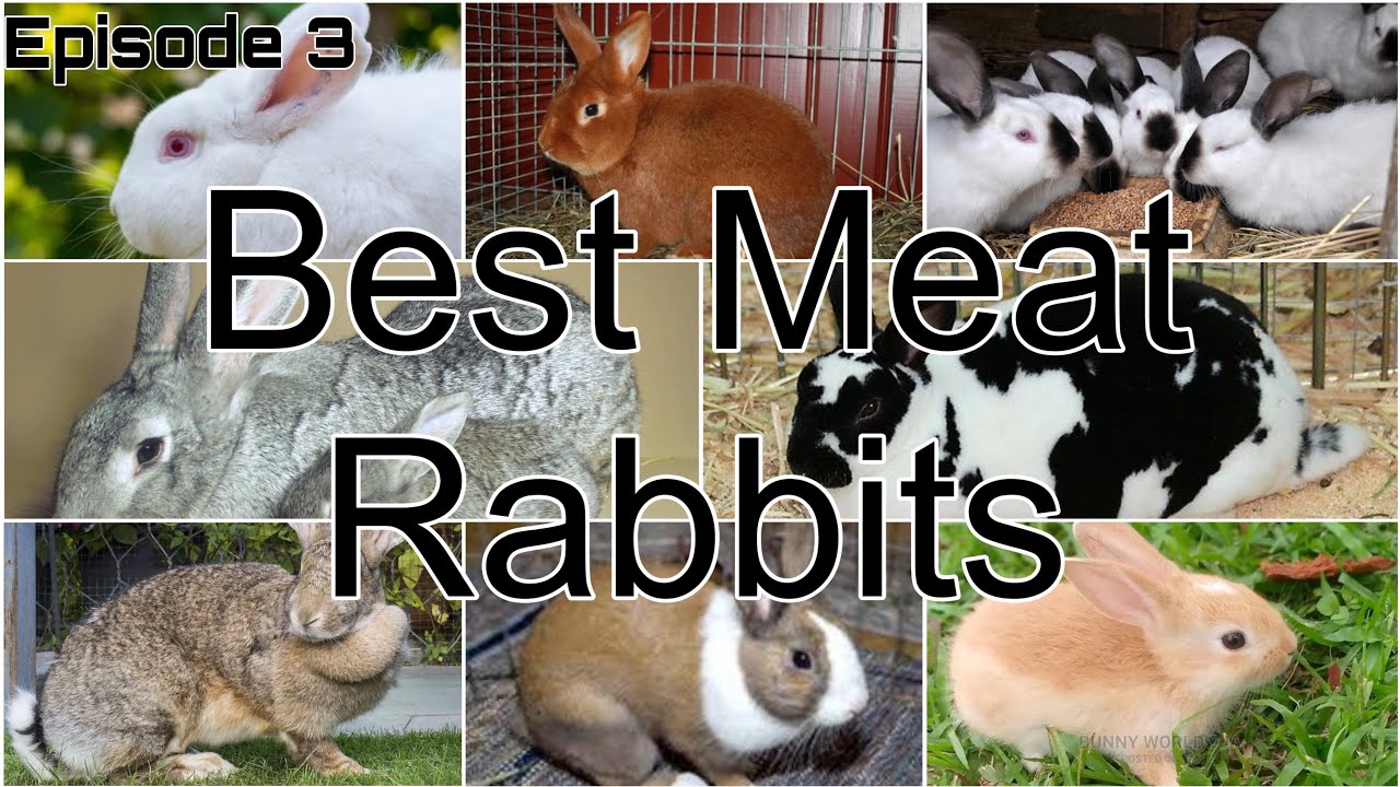 Best Rabbits For Meat Production| Rabbitry Course Episode 3 - YouTube