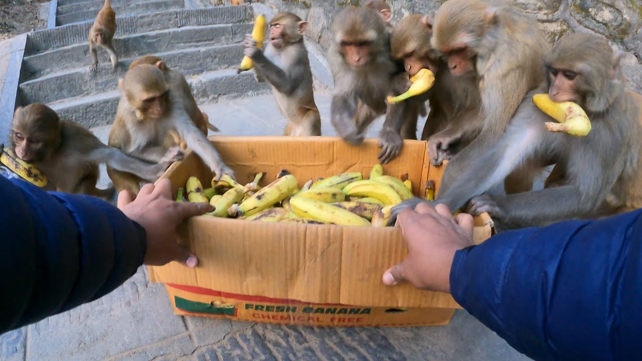 feeding banana || monkey love banana - YouTube