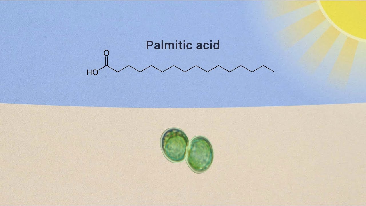 The genome and phenome of Chloroidium reveal adaptive traits for desert ...