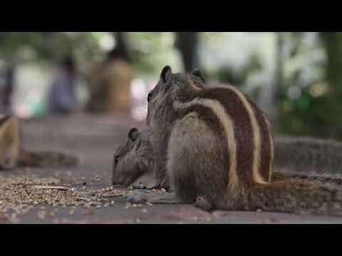 Cute Squirrel🐿 | WhatsApp Status