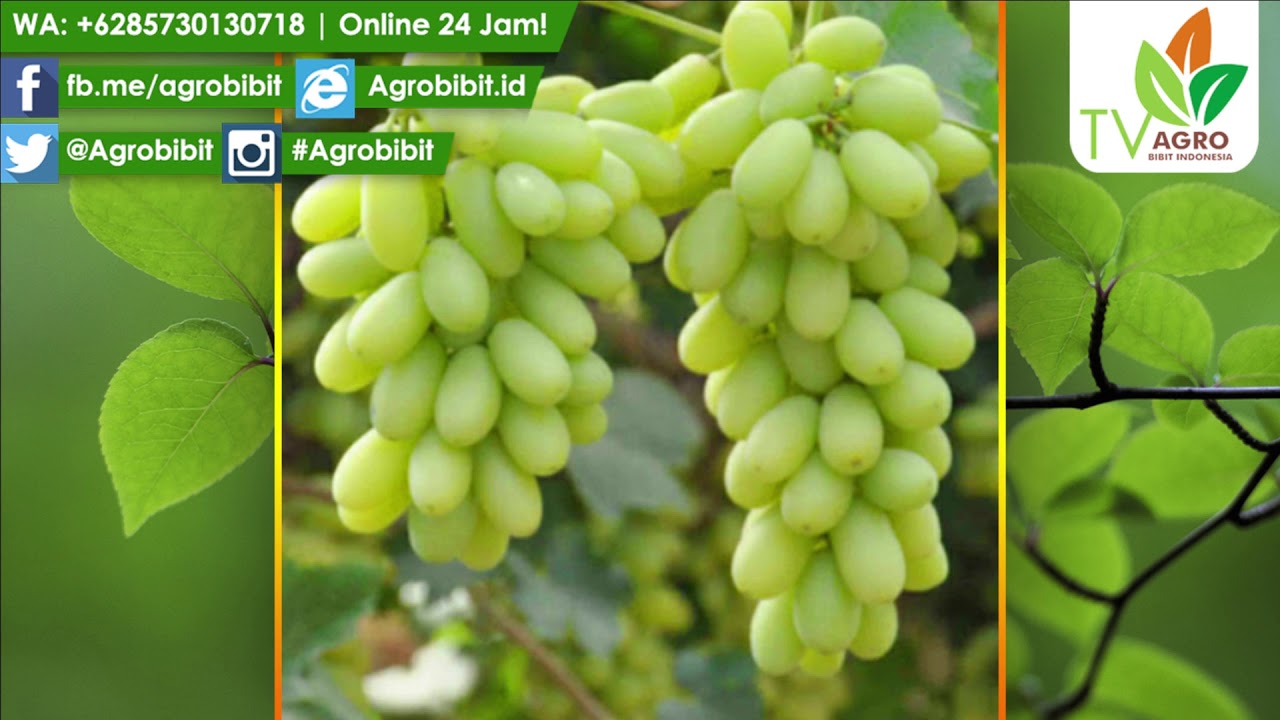 Jual Anggur Import Aneka Jenis Wink, Crispy Sugar, Odesky Bergaransi ...
