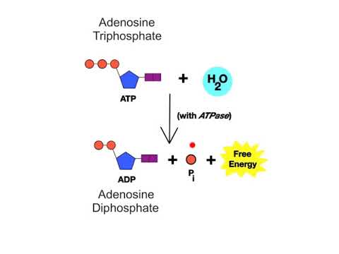 2-24 ATP - YouTube