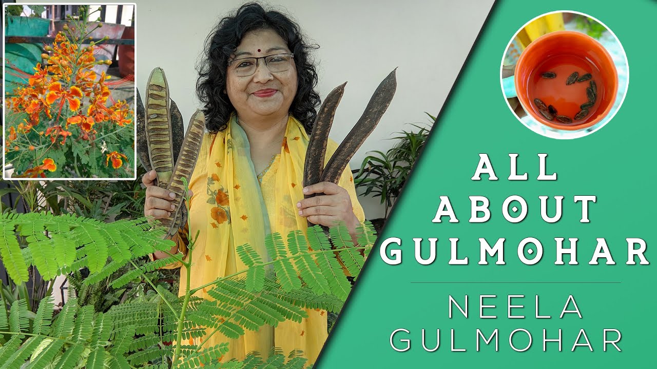 Gulmohar Plant Care | Blue Gulmohar | Jacaranda | Gulmohri - YouTube