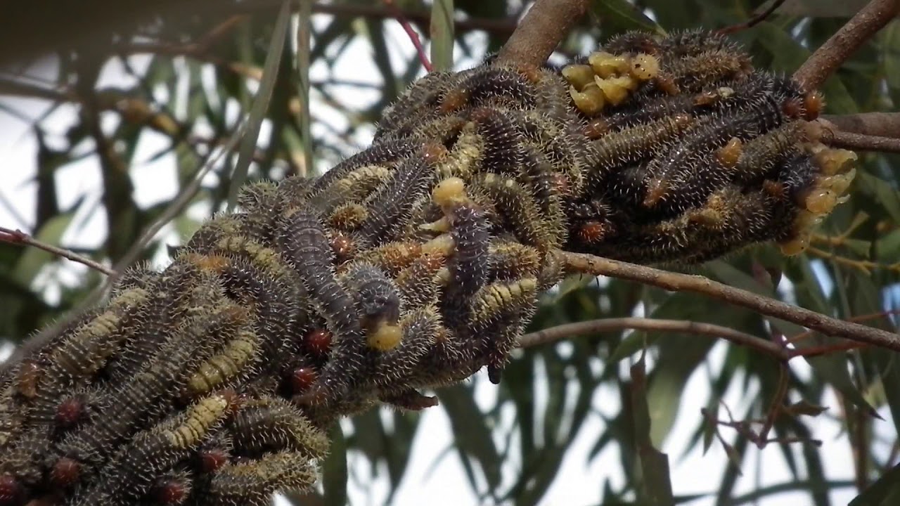 Spitfire Grubs - YouTube