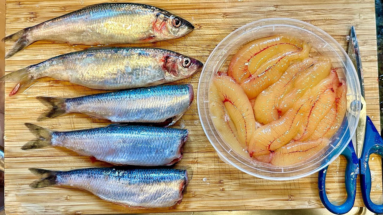 Freshly Caught Herring Recipe - Pan Fried and Roe Sac Tasting - YouTube