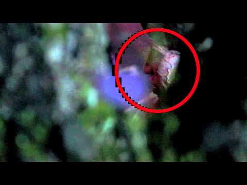 Real Evil Gnome Video Reviewed - YouTube