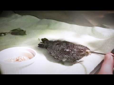 Common Nighthawk feeding - YouTube