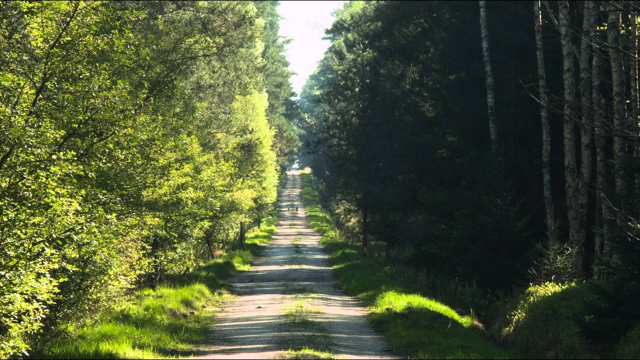 Wilki - Bory Dolnośląskie - Bielawa Dolna - YouTube
