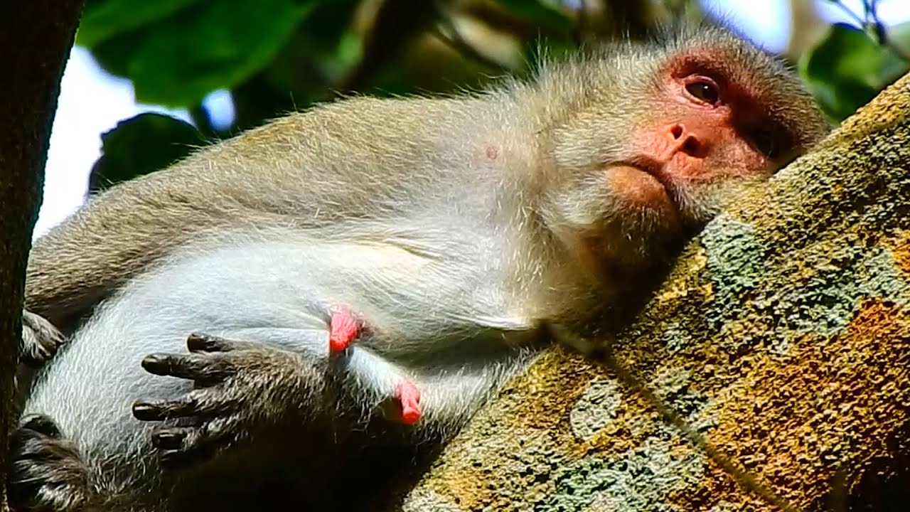 TERRIBLE SAD,.. JANE MONKEY GOT A BIG SAD LOOK AT HER FACE PLEASE ...