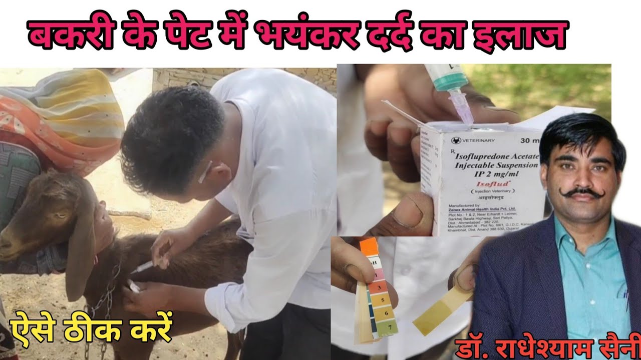 बकरी में पेट दर्द का इलाज।।Colic treatment in goat ।।जादुई उपचार ...