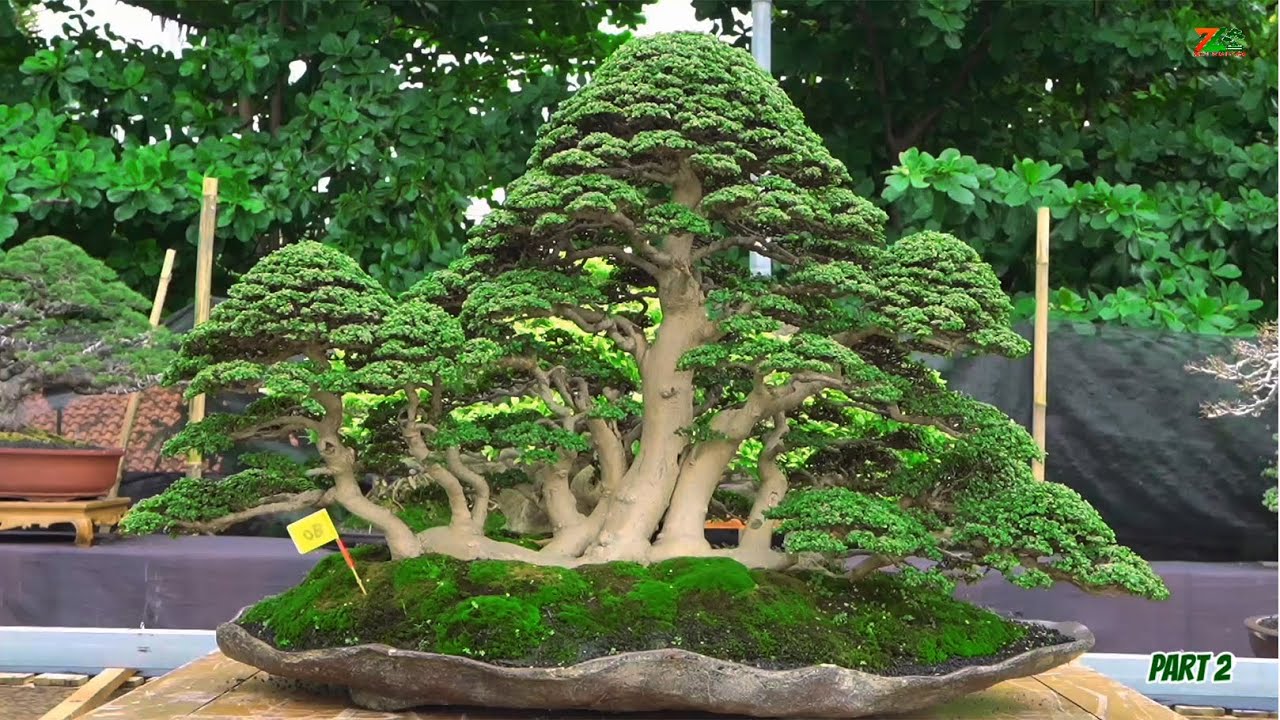 "PART 2" BONSAI KELAS BINTANG PAMNAS SURABAYA - YouTube