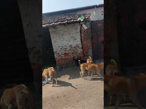 Street dogs lover (day 58)today's feeding done. - YouTube