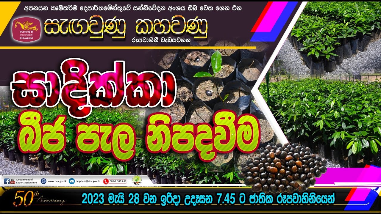 සාදික්කා බීජ පැල නිපදවීම - YouTube