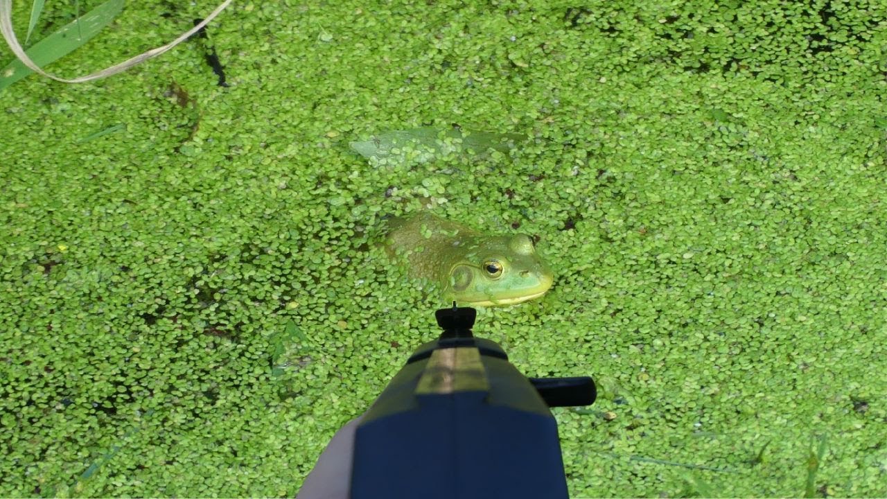 Hunting Massive Bullfrogs with a BB Gun (They were HUGE) - YouTube