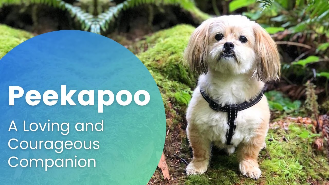 Get to Know the Peekapoo: A Loving and Courageous Companion - YouTube