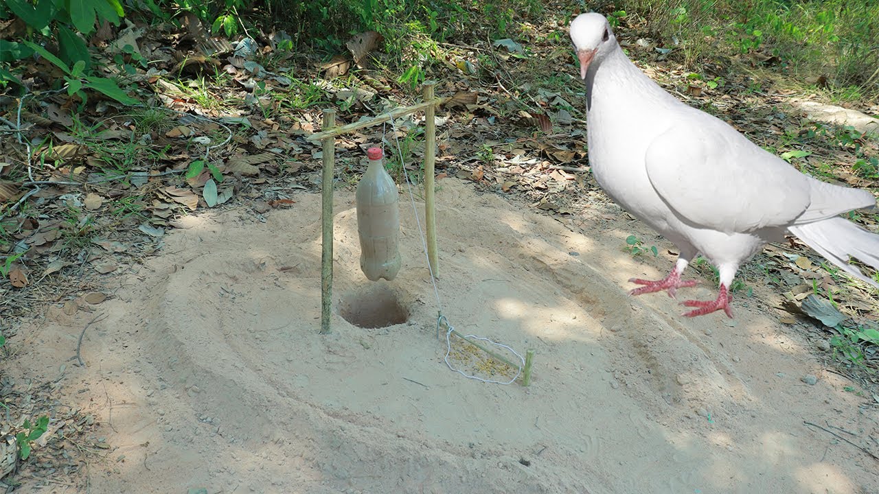 Creative Quick Pigeon Trap Using Water Bottle Drop Down in The Hole ...