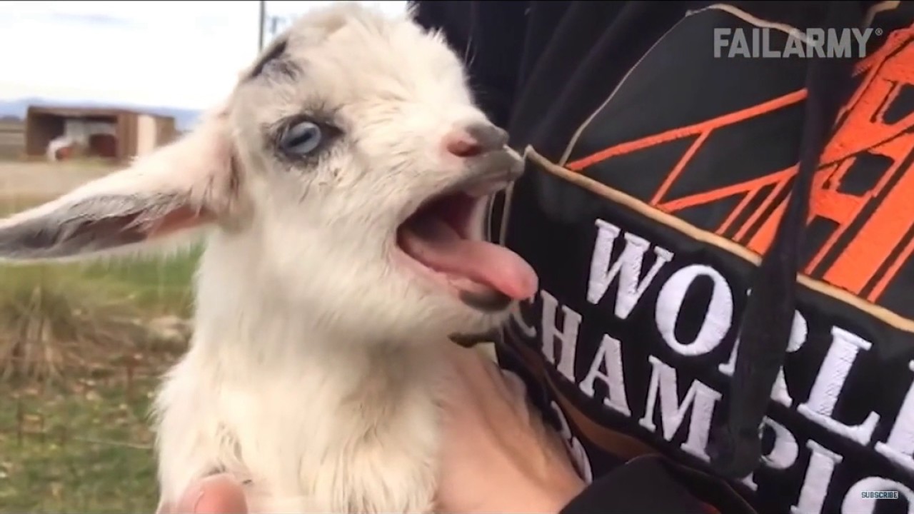 SCREAMING GOAT REACTION!!! - YouTube
