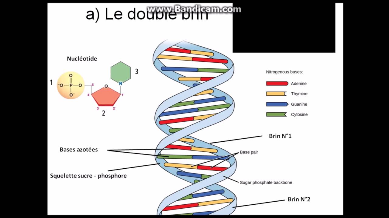 1 Structure ADN - YouTube