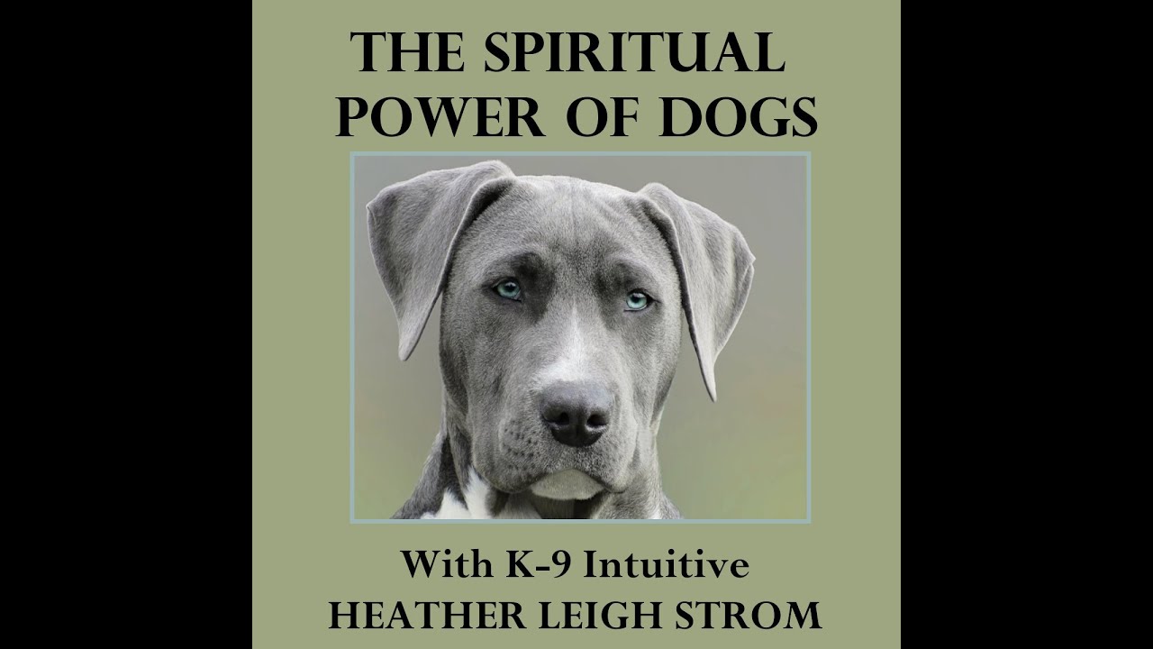 The Spiritual Power of Dogs with K-9 Intuitive Heather Leigh Strom ...