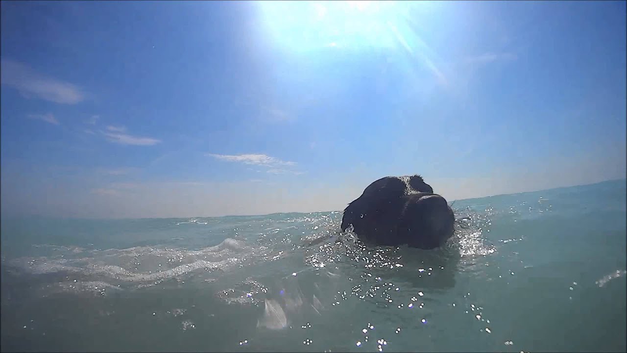 Labrador en el mar - YouTube
