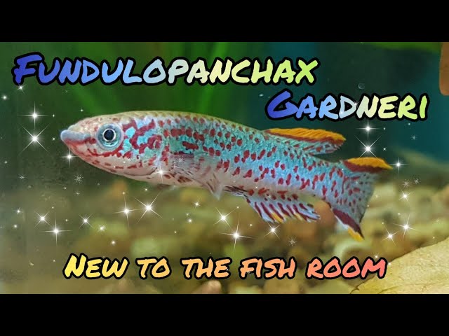 Lyretail Killifish Cape Lopez Lyretail / Lyretail Killifish