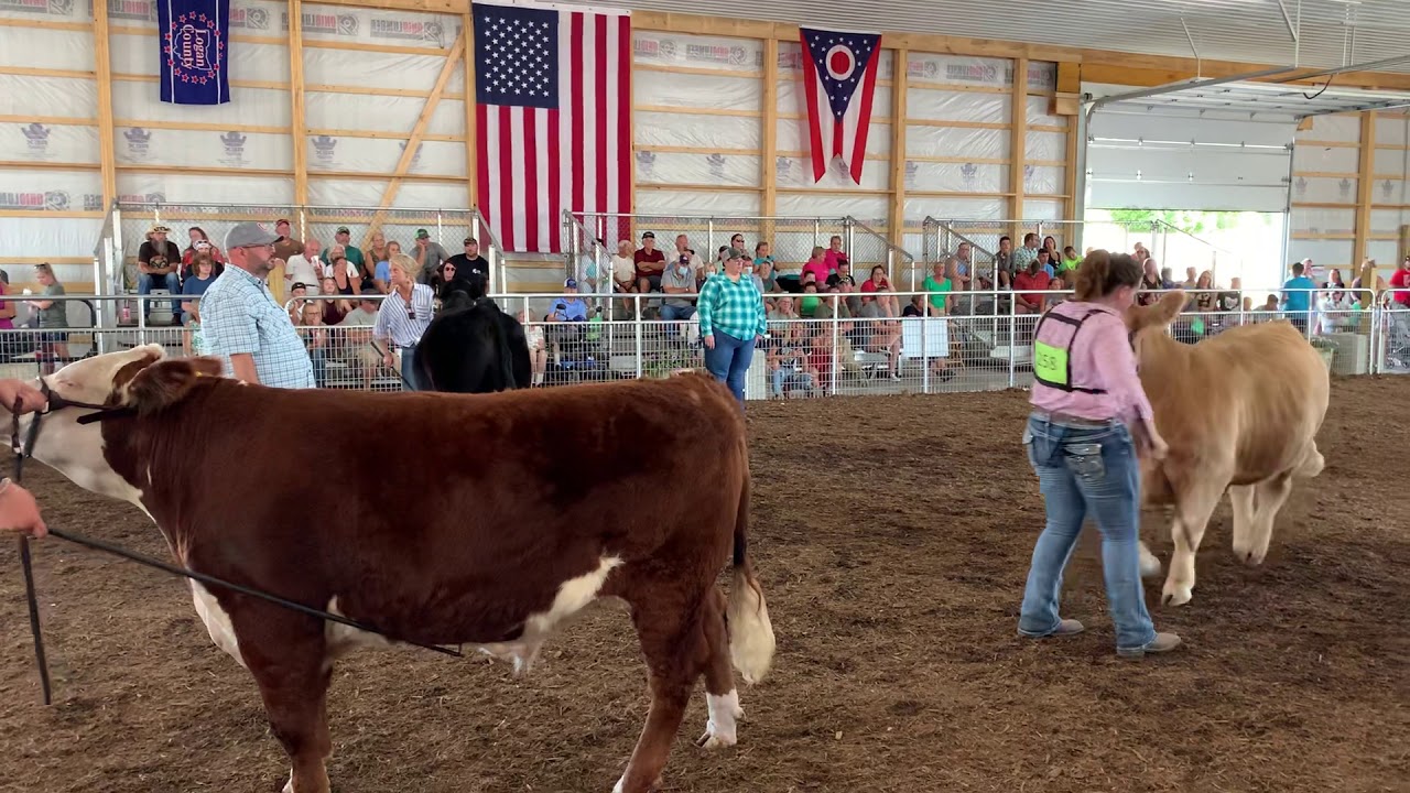 Steer Judging Junior Fair 2020 - YouTube