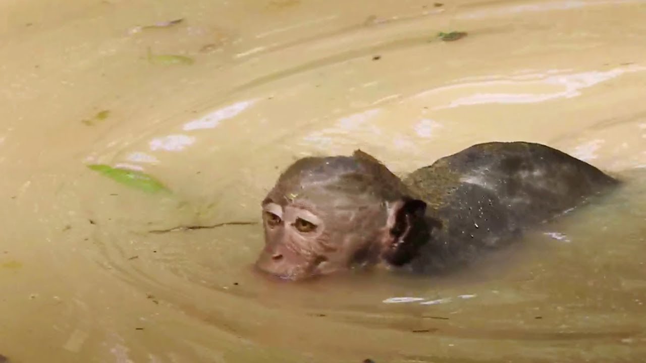Poor Baby Monkey And Other Monkeys Swimming - YouTube