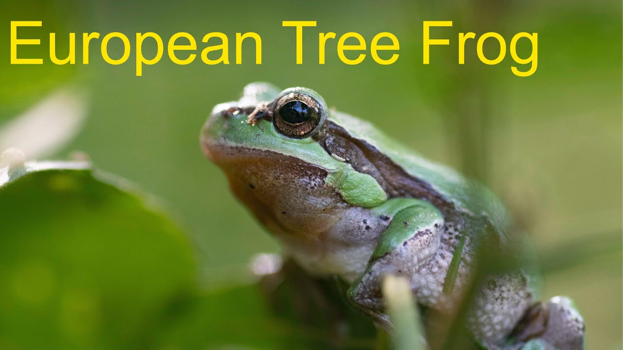 European Tree Frogs (Hyla arborea) - European Herptiles - YouTube
