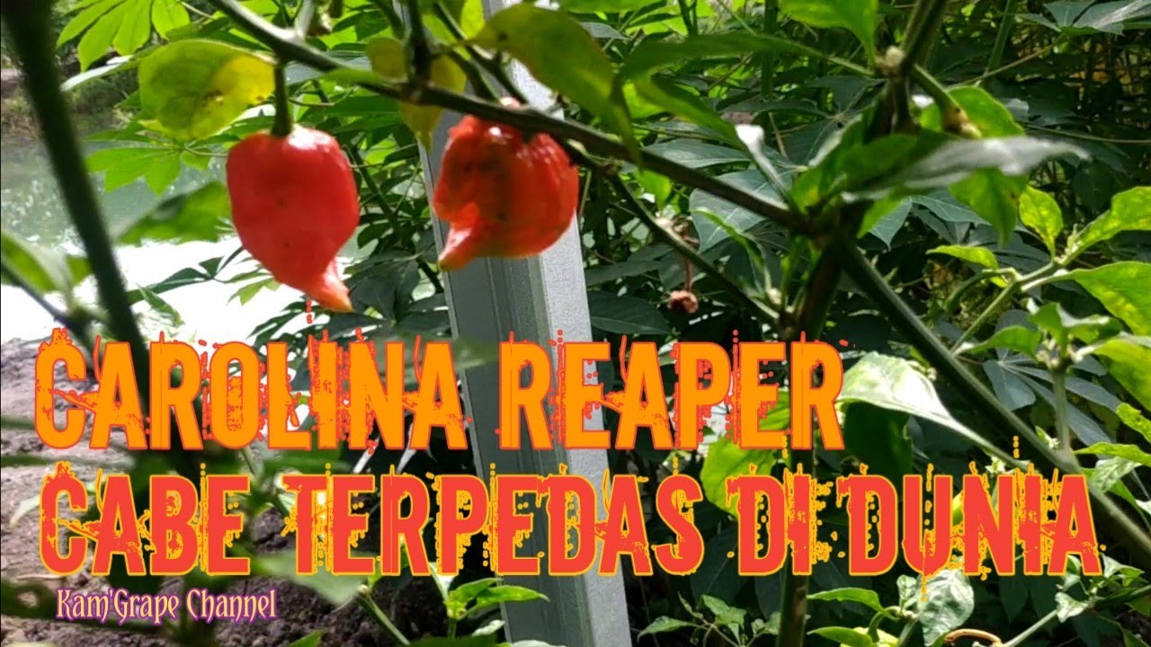 Carolina Reaper Cabe terpedas di dunia - YouTube