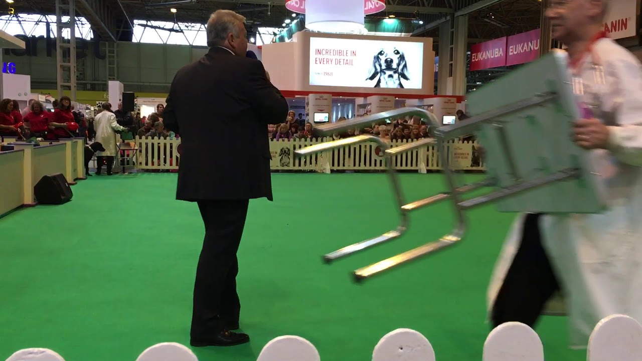 Kennel Club Good Citizen Dog Scheme Gold Display Team - Crufts 2016 ...
