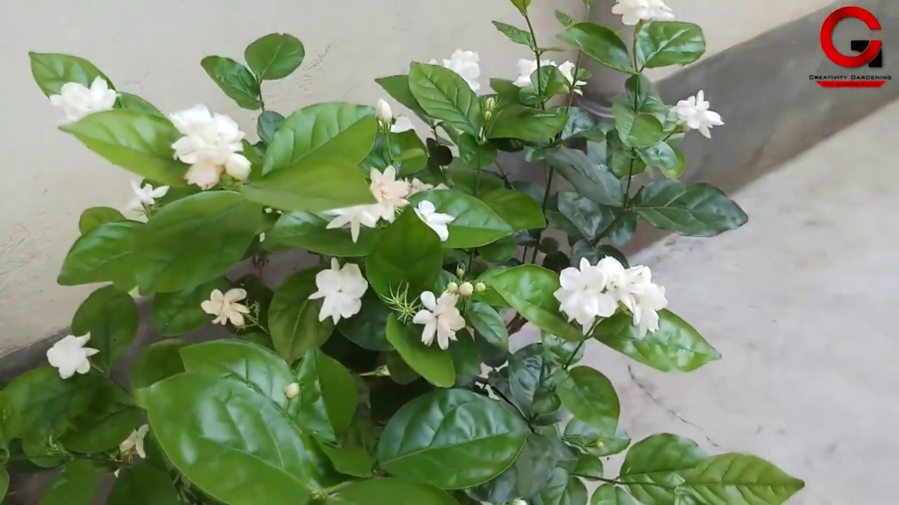 How to care beli flower plant before blooming | March-2020 | P-1 - YouTube