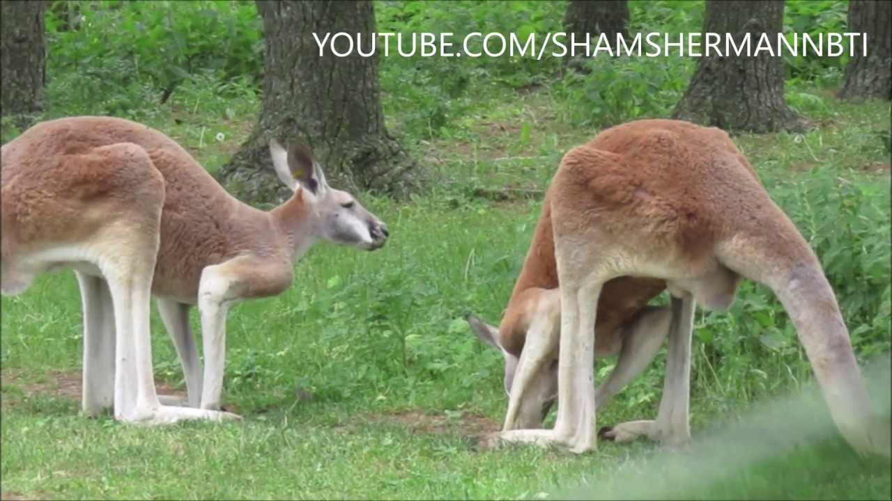 Kangaroo in Canada. - YouTube
