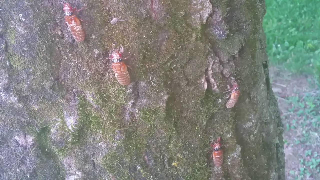 Army of cicadas - YouTube