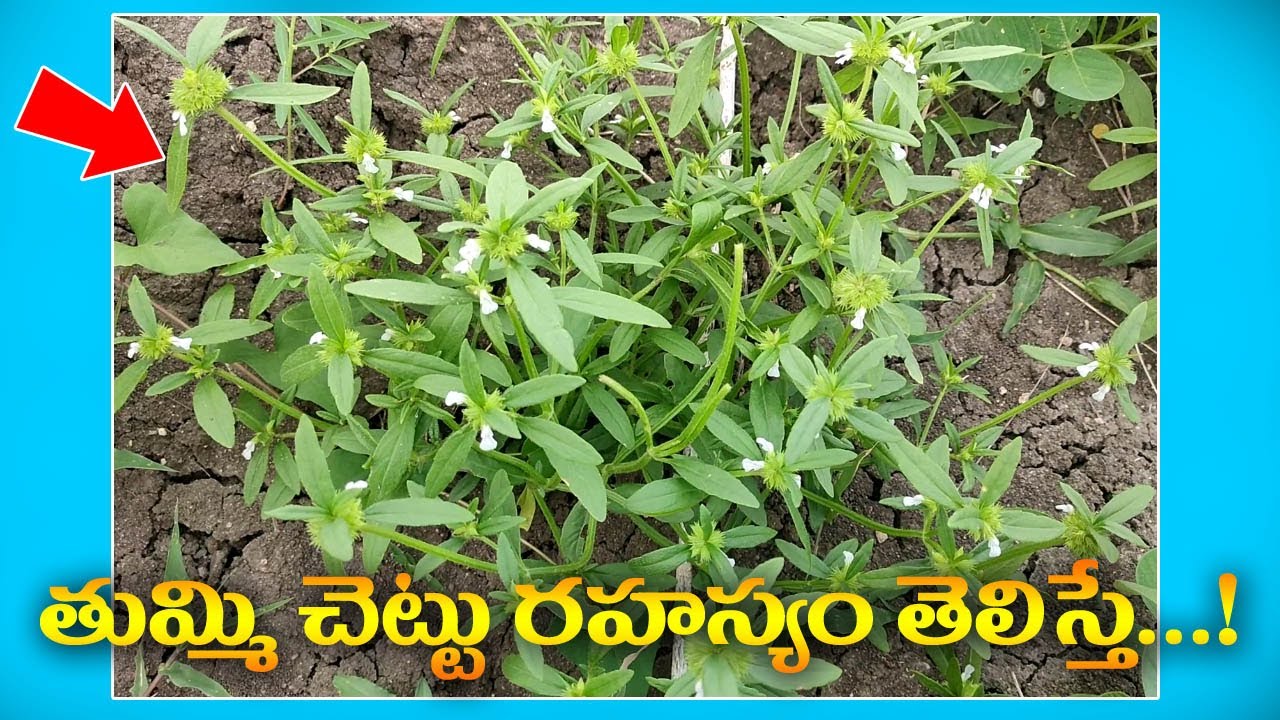 తుమ్మి చెట్టు రహస్యం తెలిస్తే ! || Thummi Chettu - YouTube