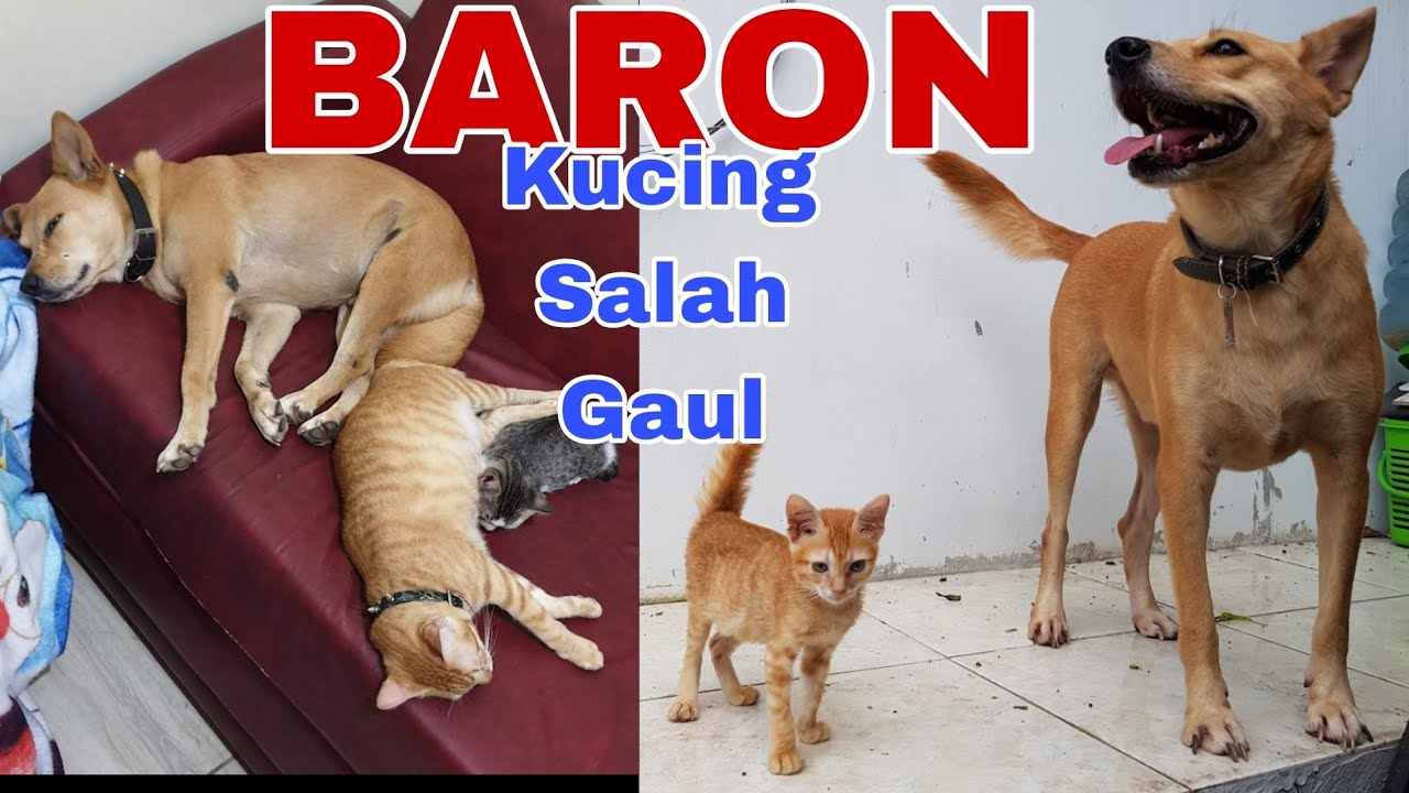 Perkembangan Baron Si Sultan Comberan - Circa 2019, Bagian Kedua - YouTube