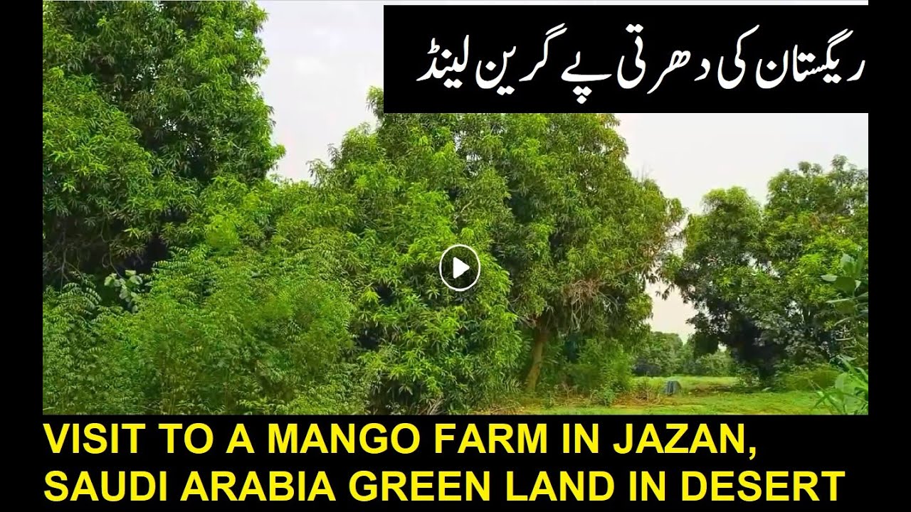 Visit Mango orchard Jazan Saudia | beautiful green land in Saudi Arabia ...