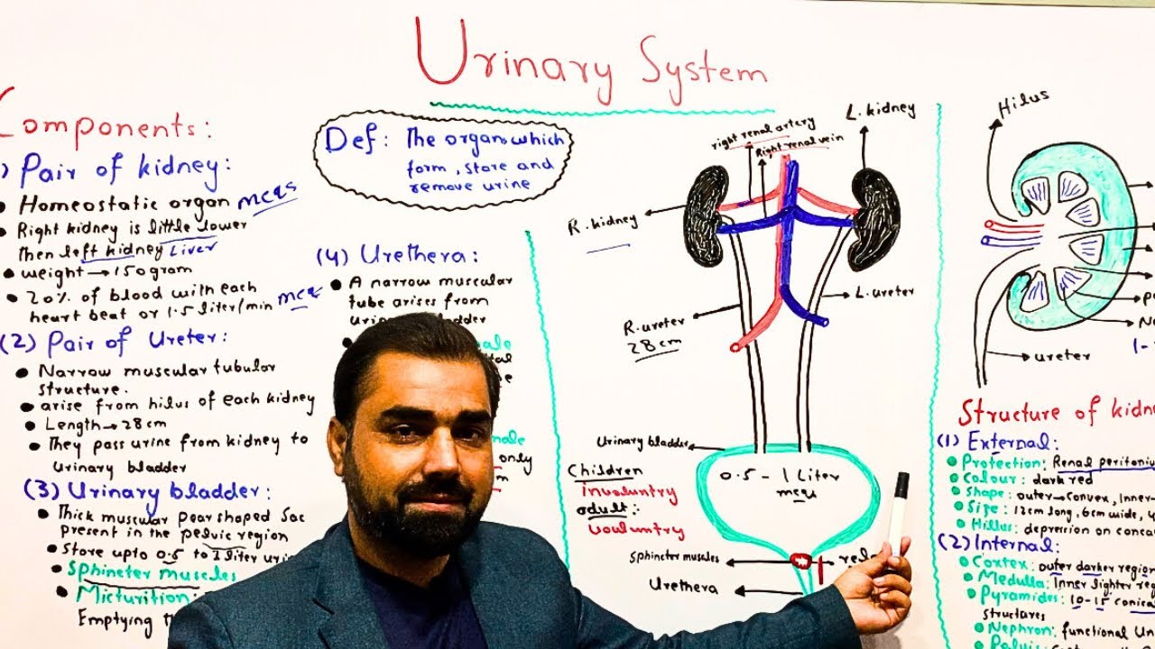 Urinary system of human class 12 | urinary system structure and diagram ...
