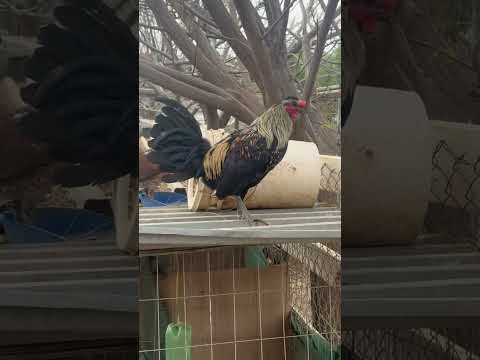 Grey toppy McRae - YouTube