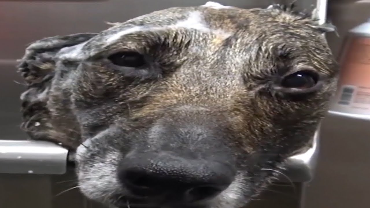 Terrified Dog Rescued | This Homeless German Shepherd's Cry Will Melt ...