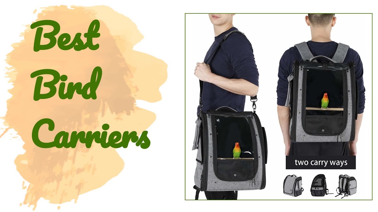 🌵6 Best Bird Carriers 2020 - YouTube