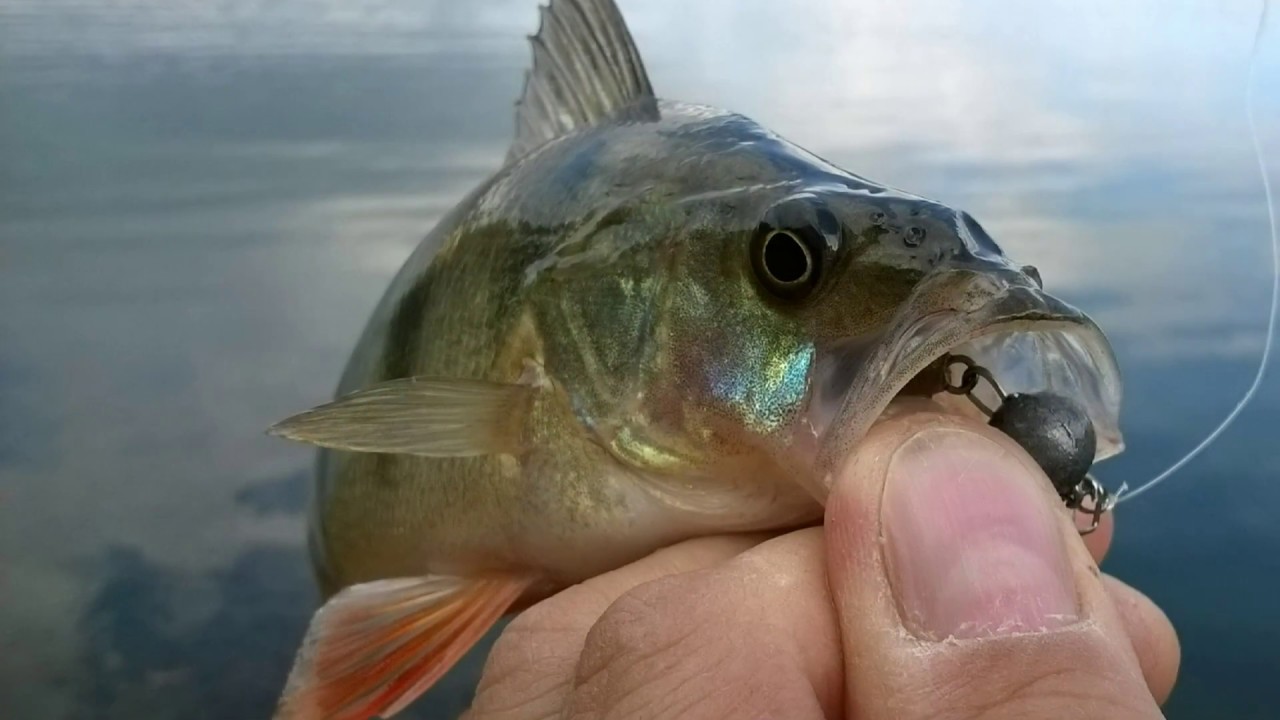 Perch jig fishing with AZURA silicone lure - YouTube
