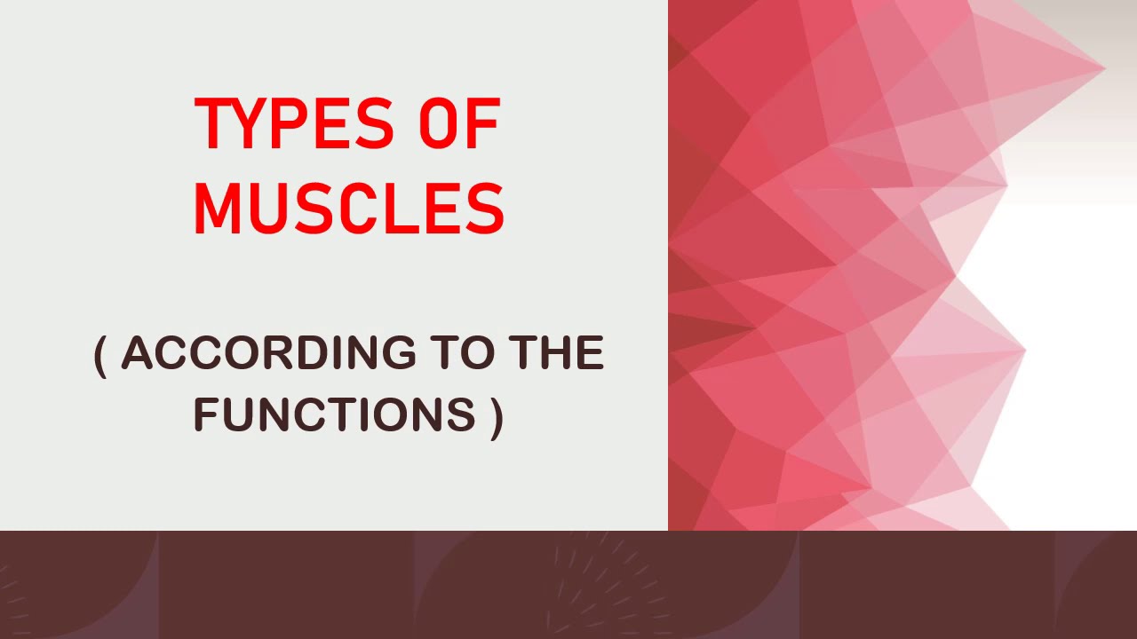 Class 7 | TYPES OF MUSCLES - YouTube