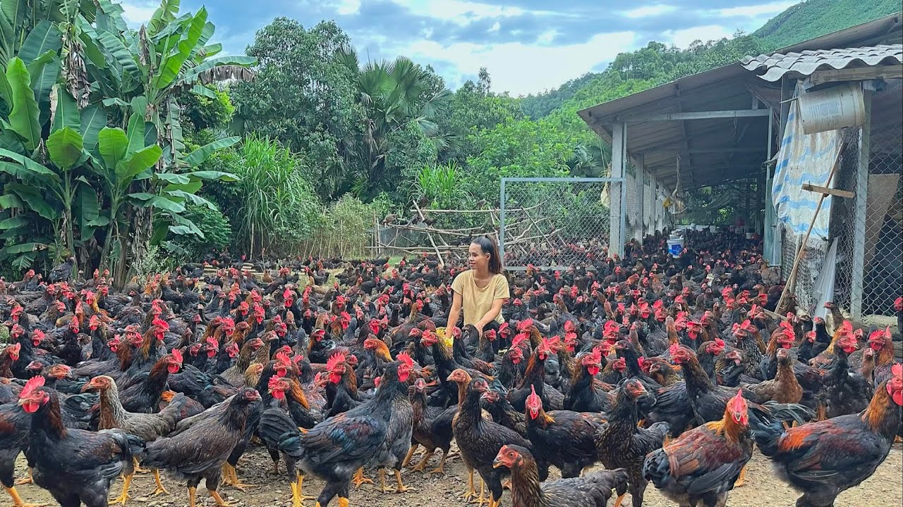 Chicken Farm: how to mix tonics for 3000 adult chickens - YouTube