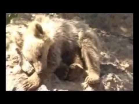 Ayi  yavrusu 2004, Conag Yayladere Bingöl