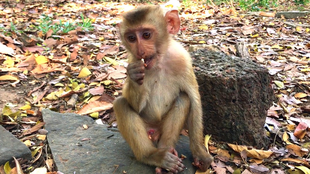 Baby Niko very handsome & enjoy some foods - YouTube