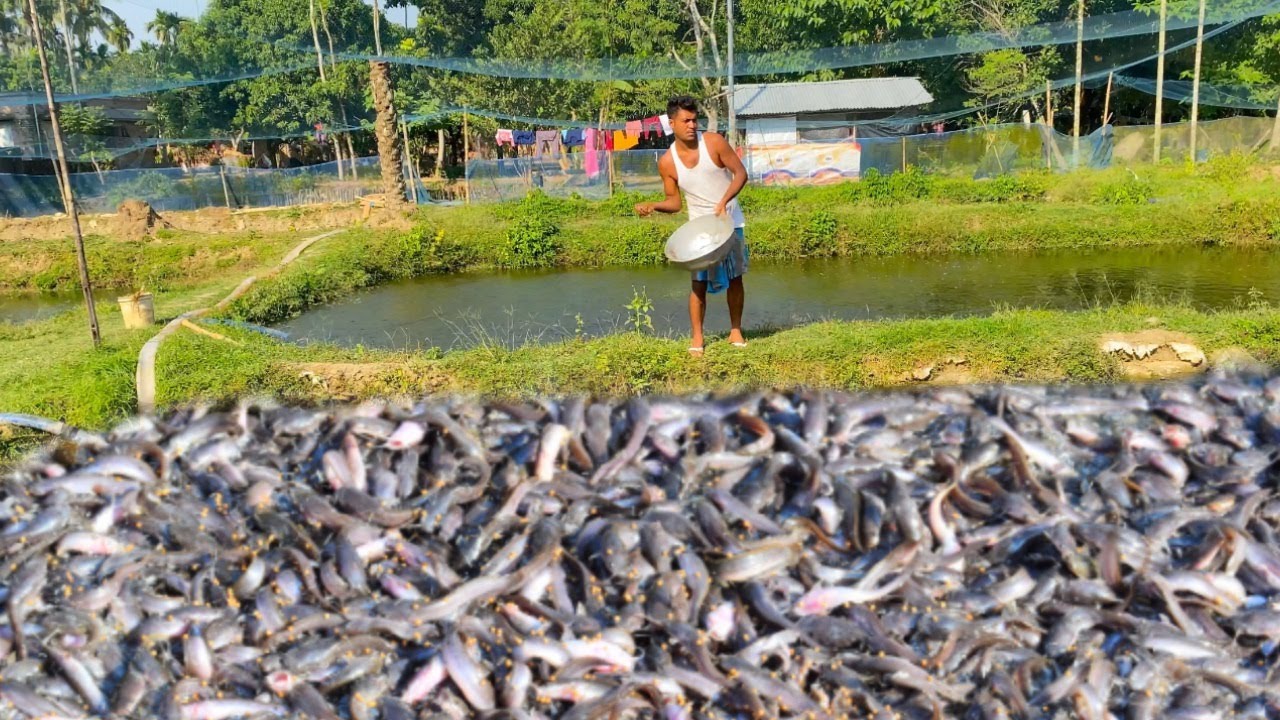 Million of fighter fish eating food in pond | Catfish magur fish ...