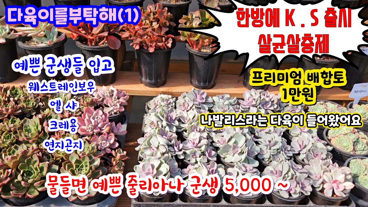 다육이를부탁해1 예쁜 군생 다육이 가격 착한 군생 웨스트레인보우 엘샤 크레용 줄리아나 나발리스 줄라이금 Youtube