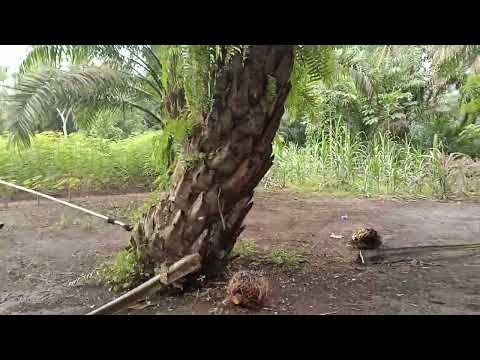 Pemanenan Tetap Semangat Setelah Menurunkan Sawit Pokok Tinggi... Pokok ...