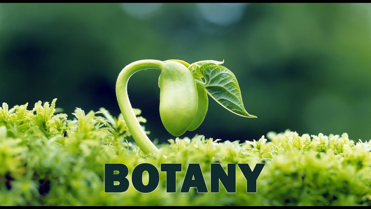 BOTANY Course Details Higher Education Careers Courses Study botany-course-details-higher-education-careers-courses-study